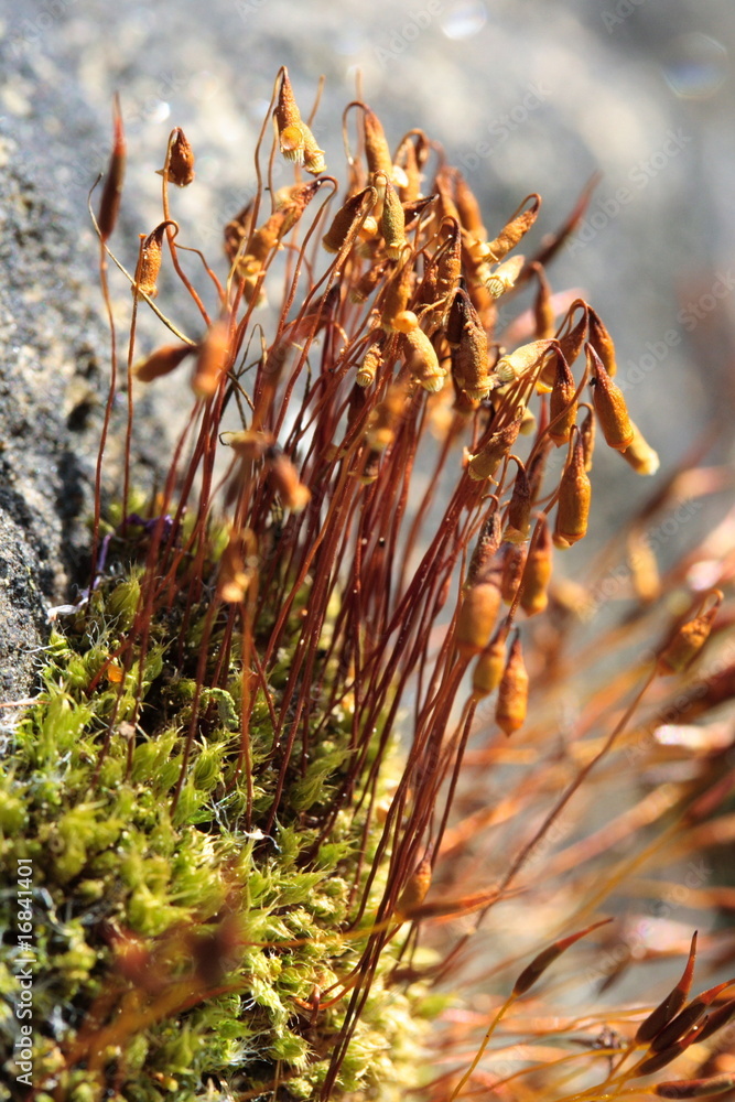 Moos Stock Photo | Adobe Stock