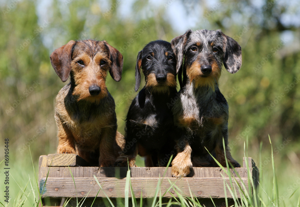teckels à poil dur de trois couleurs différentes - variété ภาพถ่ายสต็อก ...
