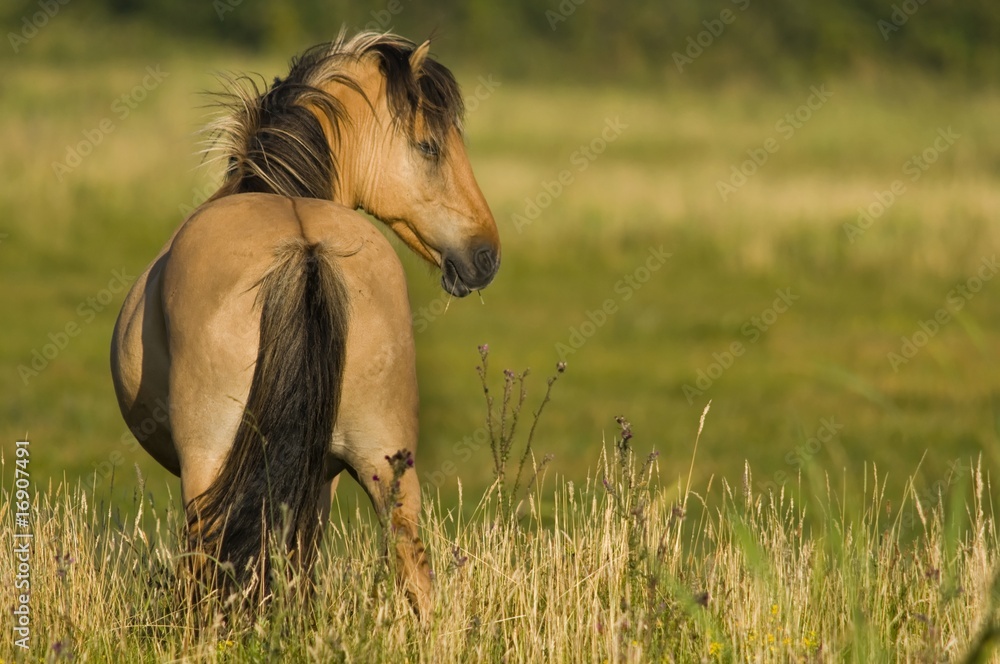 Chevaux Henson en Baie de Somme Stock Photo | Adobe Stock