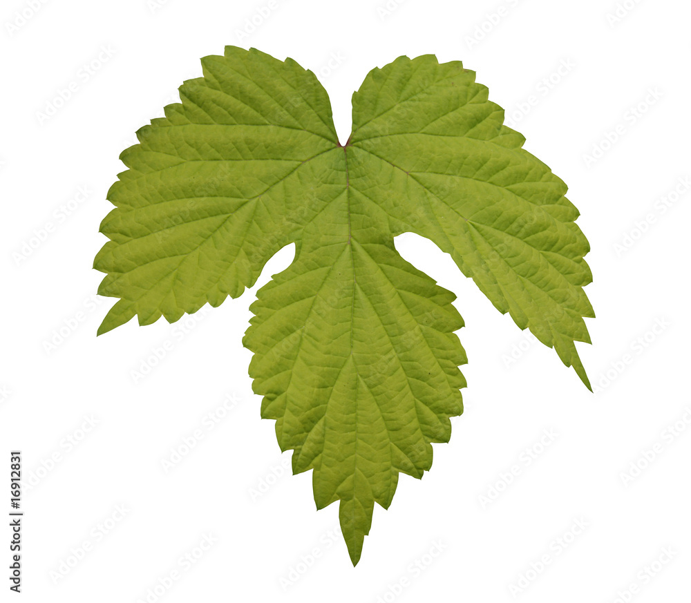 feuille de vigne Photos | Adobe Stock