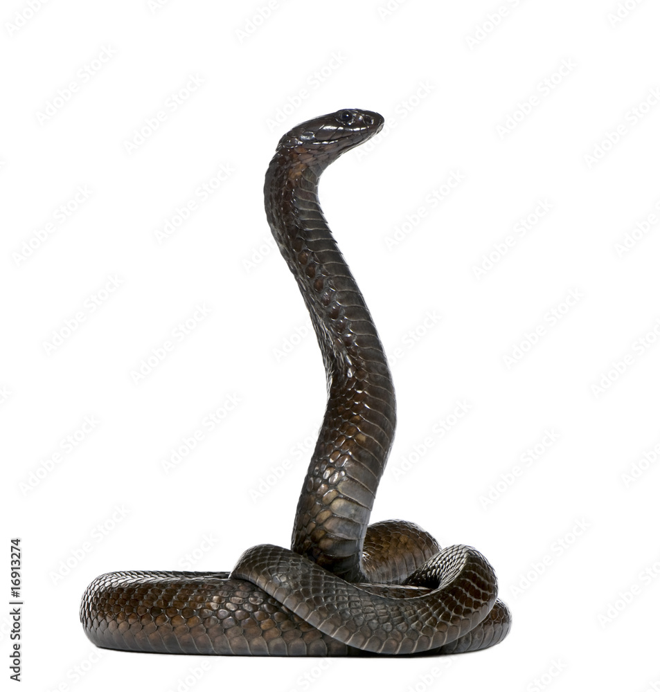 Cobra Snake Side View
