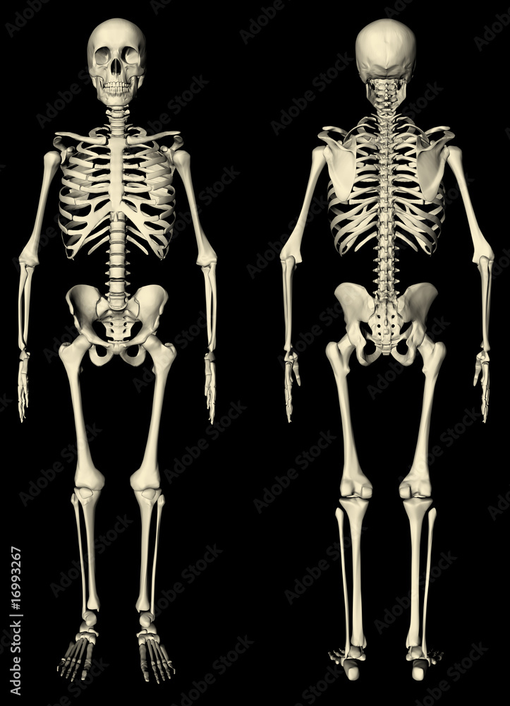 mensch skelett freigestellt Stock Illustration | Adobe Stock