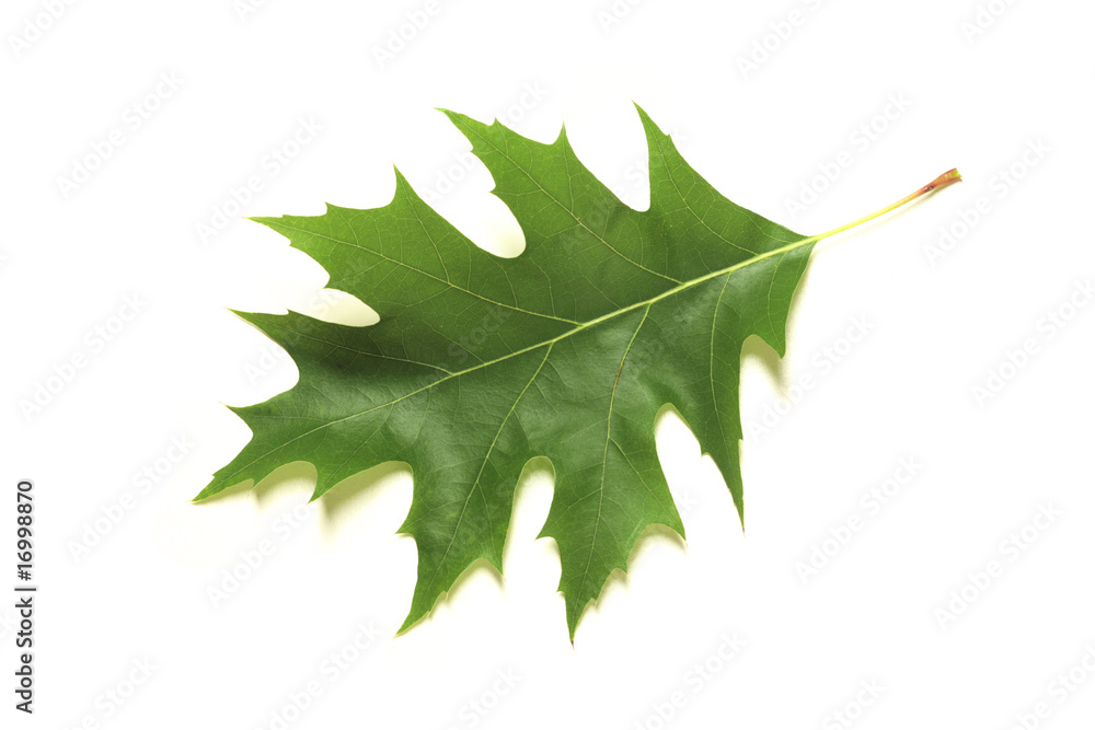 Eichenblatt Stock-Foto | Adobe Stock