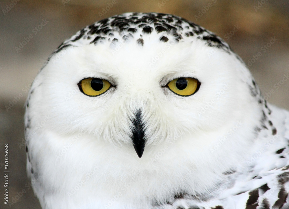 Buho blanco foto de Stock | Adobe Stock