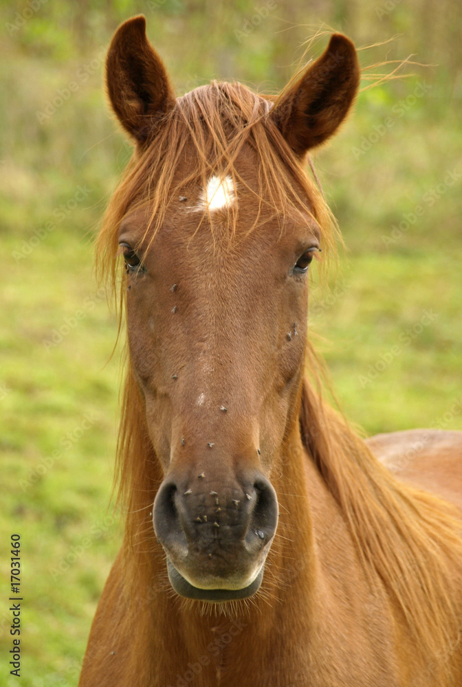 TETE DE CHEVAL BRUN Photos | Adobe Stock