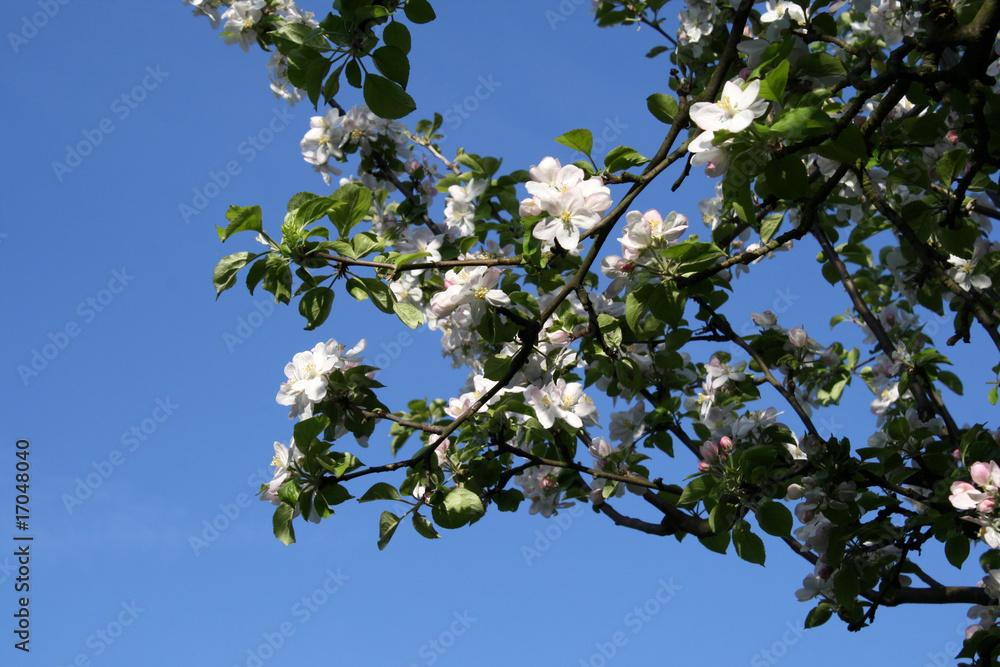 Kirschbaum Stock Photo | Adobe Stock