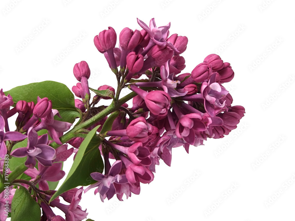 Lilac flower of syringa(Syringa vulgaris) Stock Photo | Adobe Stock
