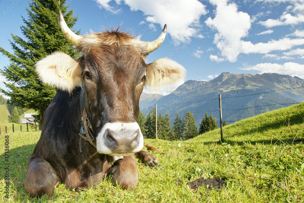 Kuh auf der Alm Stock-Foto | Adobe Stock