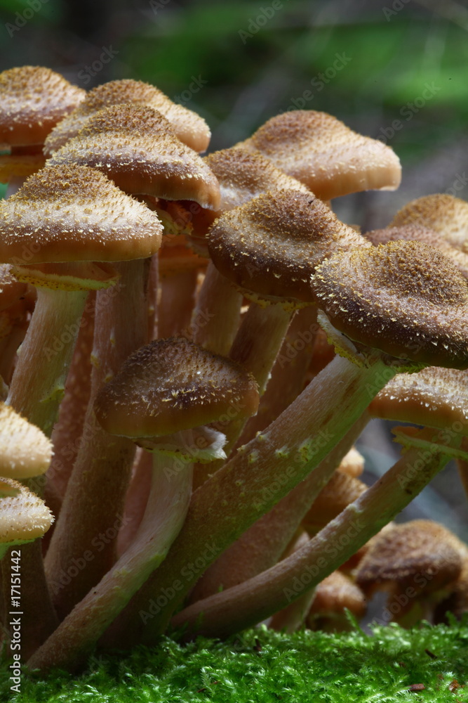 Hallimasch 5 Stock-Foto | Adobe Stock