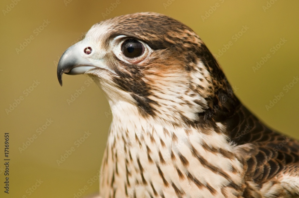 Faucon pélerin (Falco peregrinus,Peregrine Falcon) Stock Photo | Adobe ...