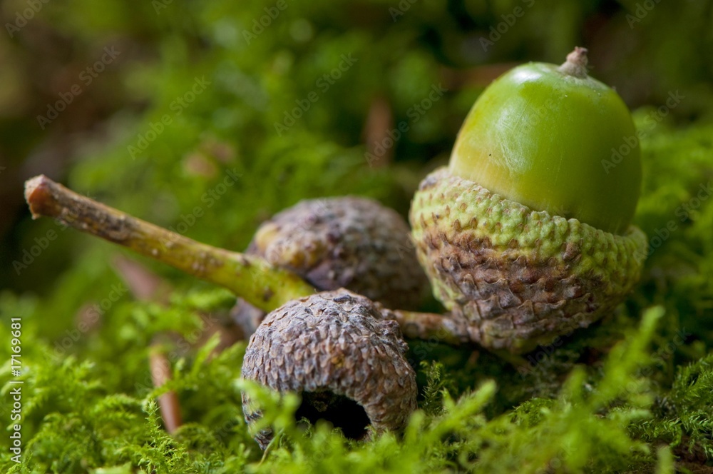 Gland, fruit du chêne Stock Photo | Adobe Stock