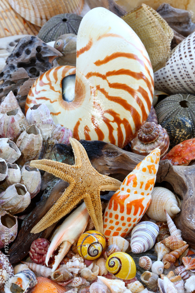 Tropical Seashells Stock Photo | Adobe Stock