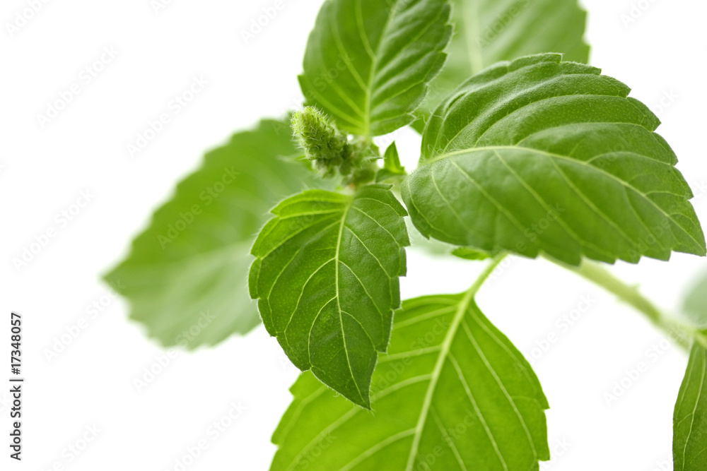 holy basil Stock Photo | Adobe Stock