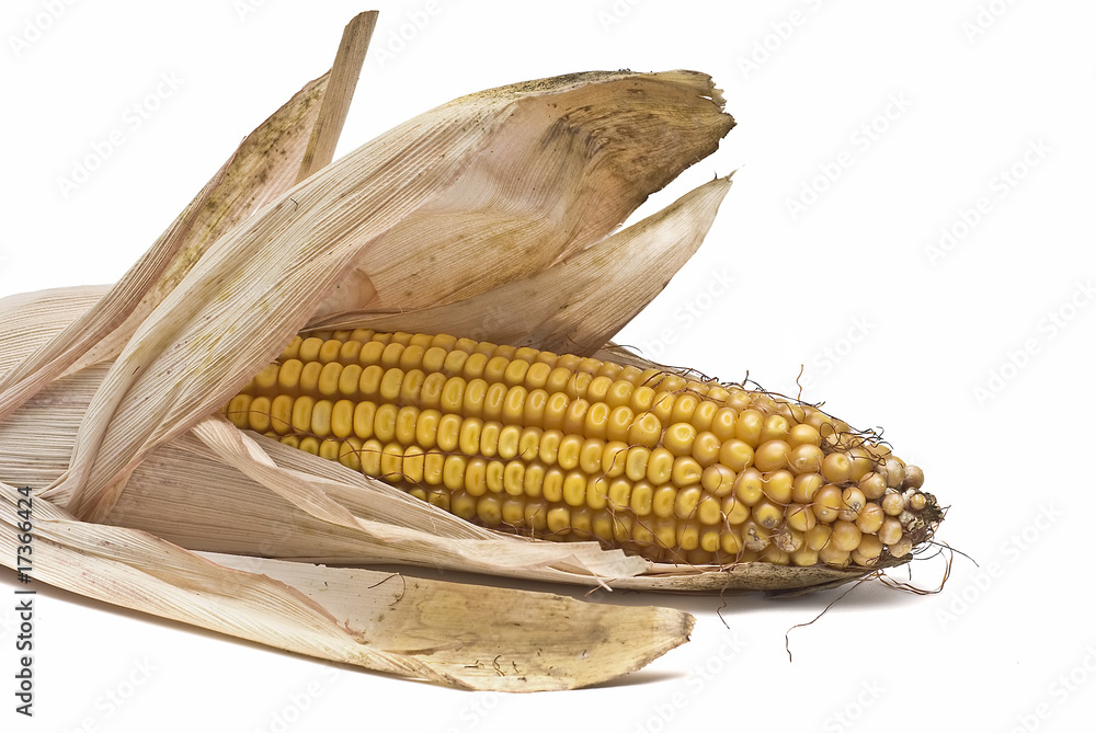 Mazorca seca en su piel. Stock Photo | Adobe Stock