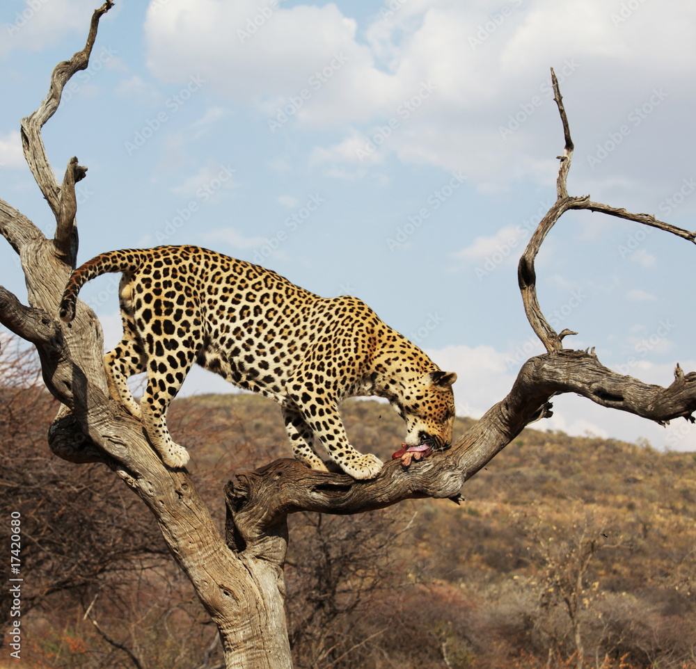 Leopard Stock Photo | Adobe Stock