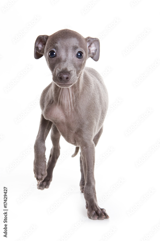 White Italian Greyhound Puppies