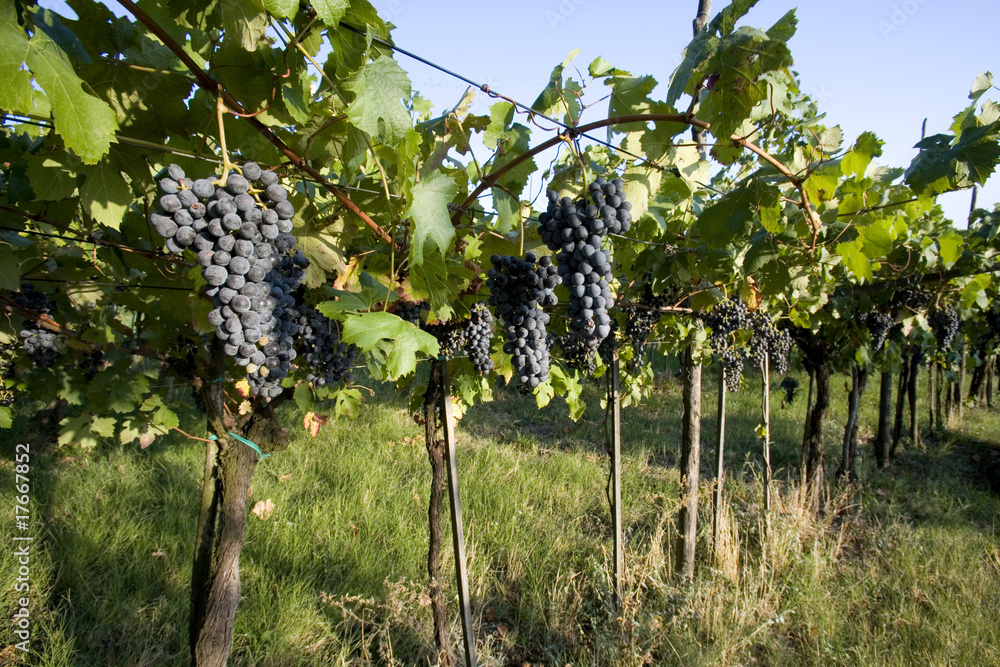 Foto Stock Filari di vite | Adobe Stock