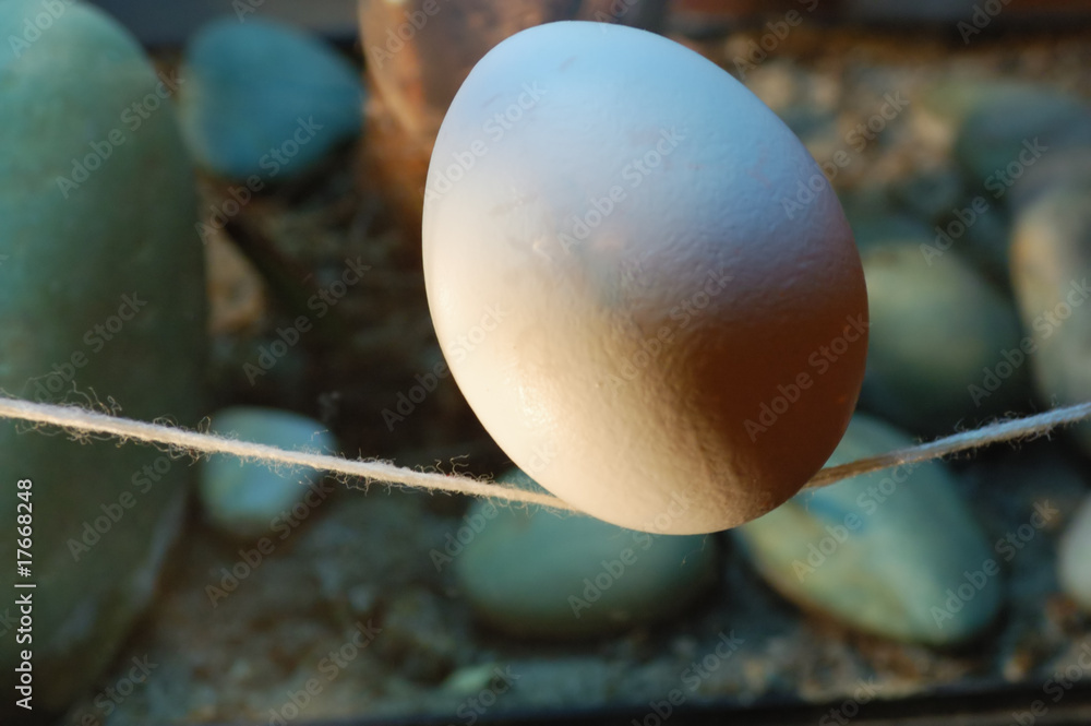 Egg on a string Stock Photo | Adobe Stock