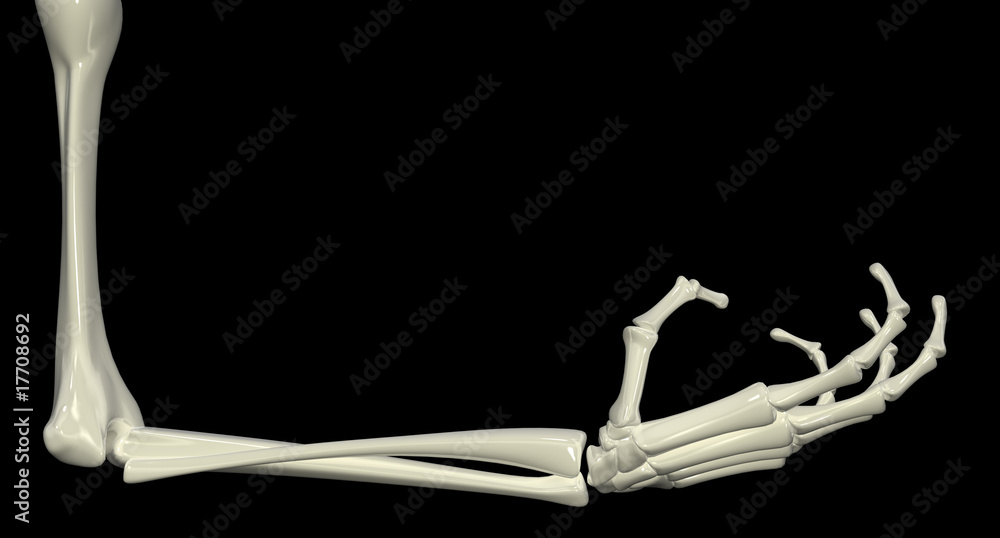 Skeletal Arm, Right Angle Stock Illustration | Adobe Stock