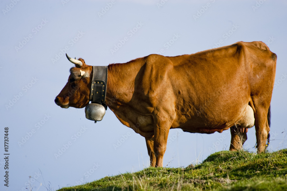 Vache de profil Photos | Adobe Stock