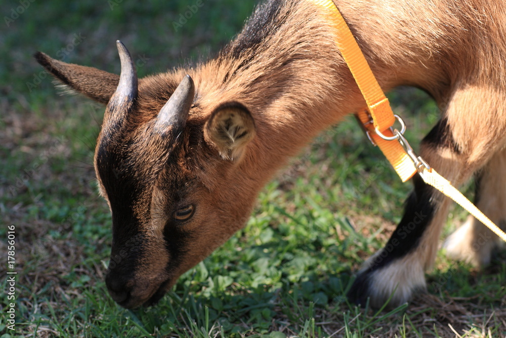 capretta tibetana al guinzaglio Stock Photo | Adobe Stock