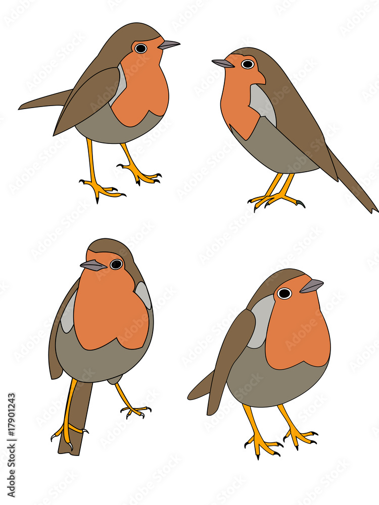 vector of robin in various poses Stock Vector | Adobe Stock