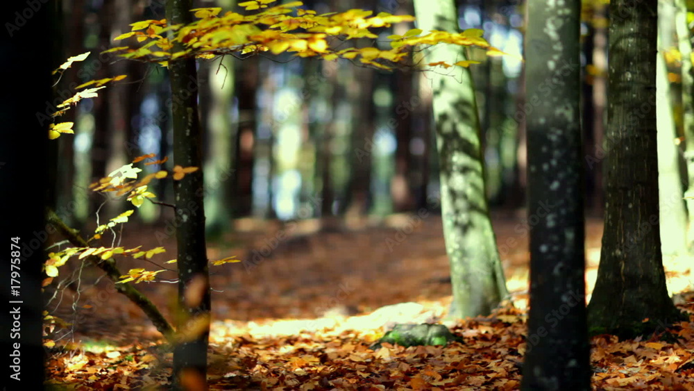 Autumn forest Stock Video | Adobe Stock