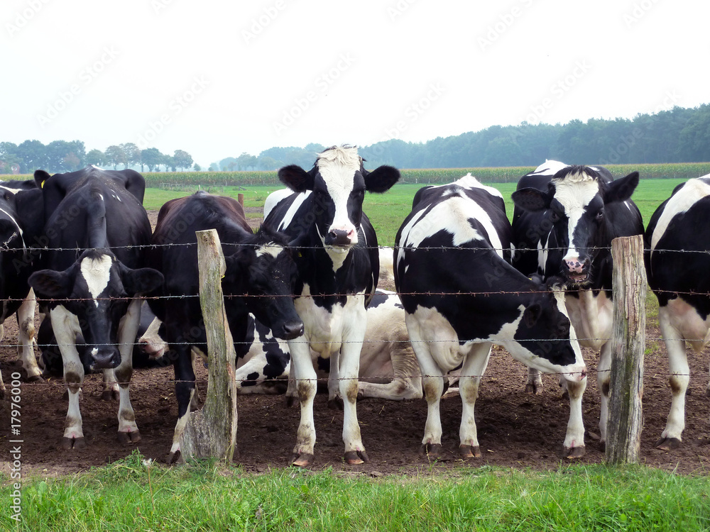 Friesian cattle Stock Photo | Adobe Stock