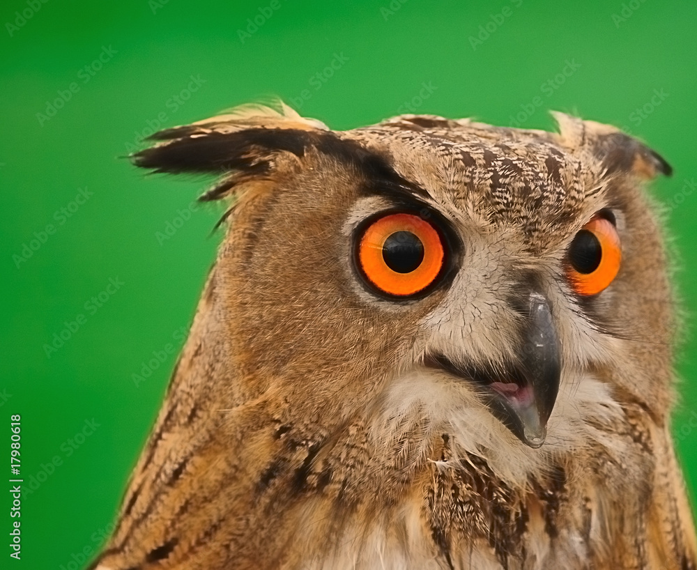 Buho Real foto de Stock | Adobe Stock