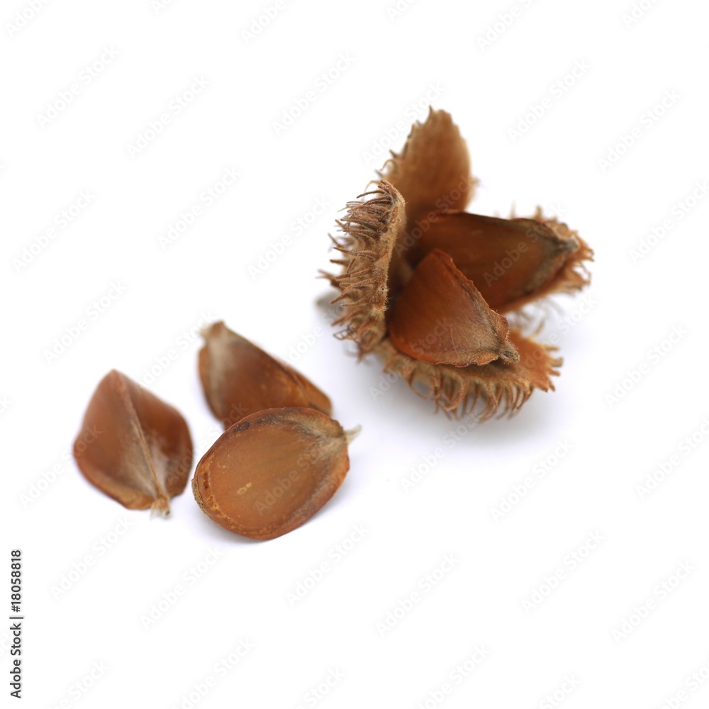 Buchecker Stock-Foto | Adobe Stock