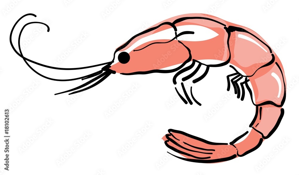 Garnele Stock Vector | Adobe Stock