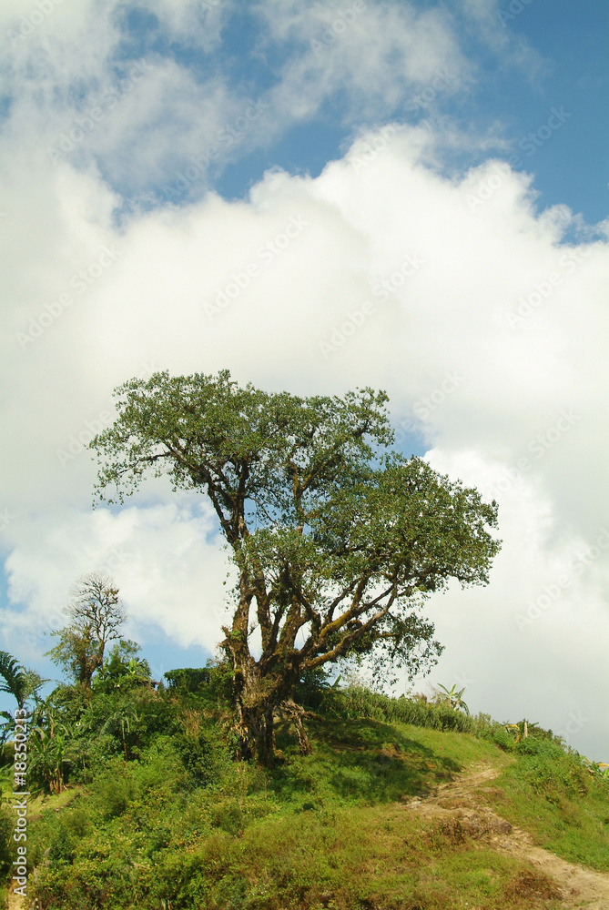 der baum Stock Photo | Adobe Stock