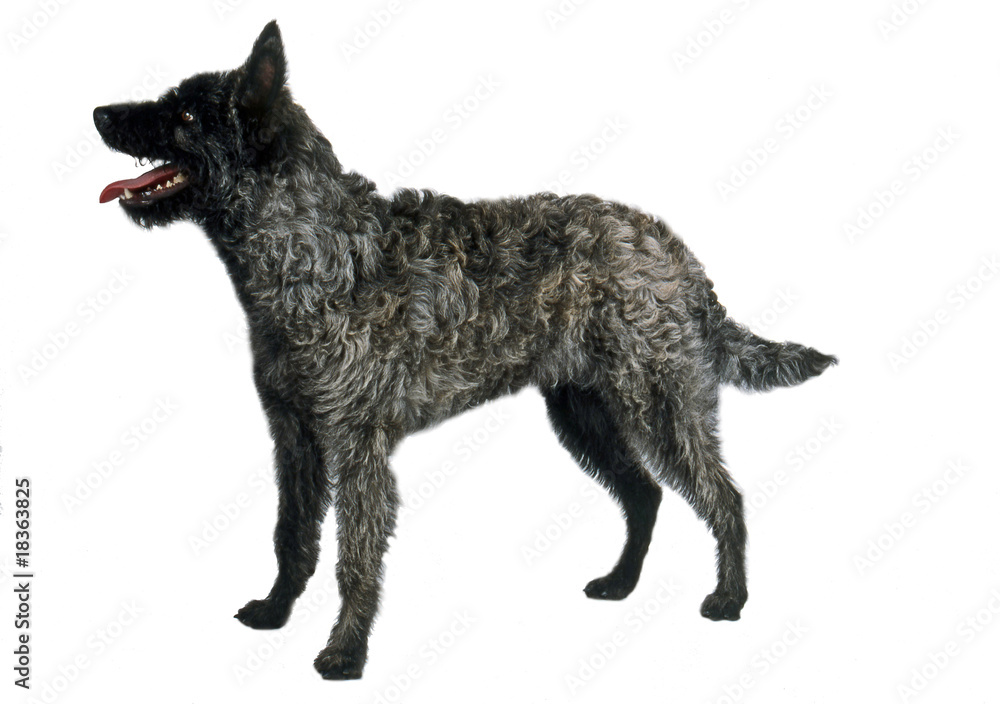 berger hollandais poil dur de profil en studio Stock Photo | Adobe Stock