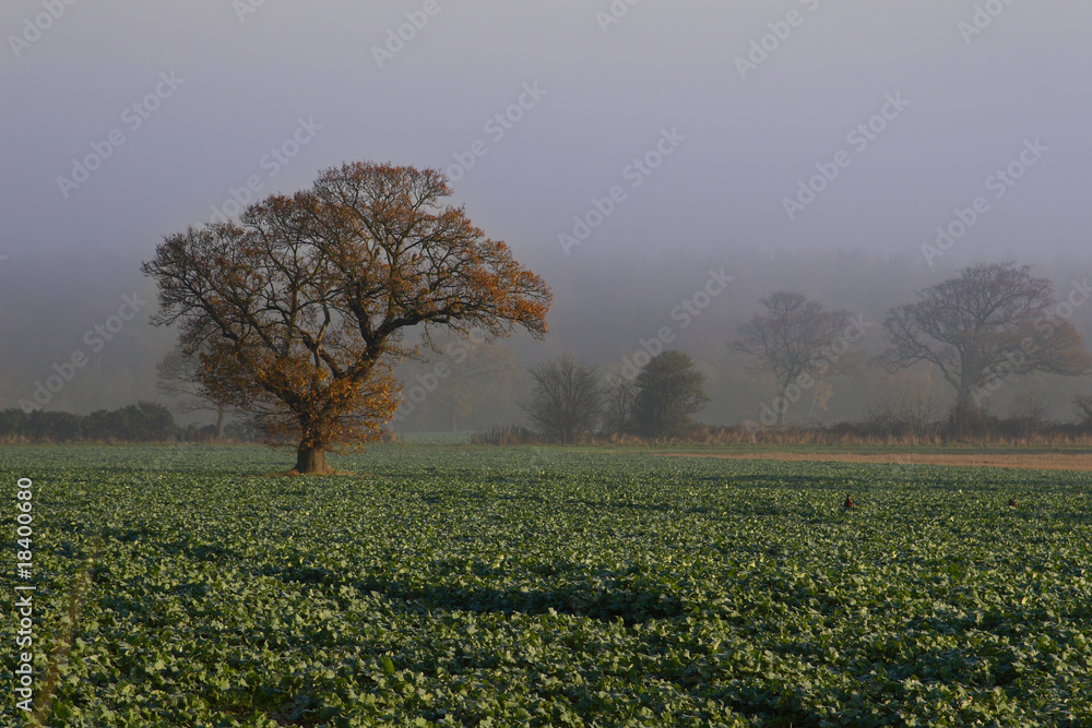 Poster Tree in mist – Wall Art | UkPosters