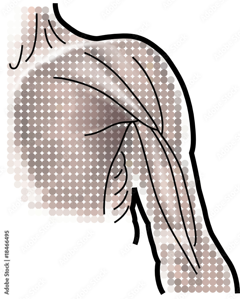 anatomie-muskeln-oberarm-vektor-zeichnung Stock Vector | Adobe Stock
