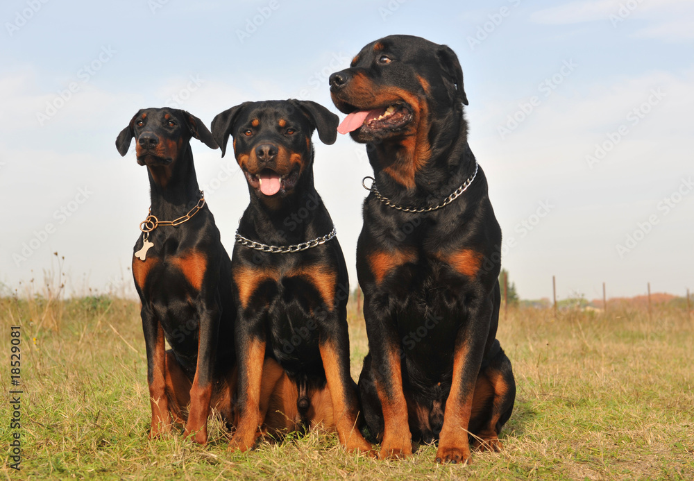 Rottweiler And Doberman Together