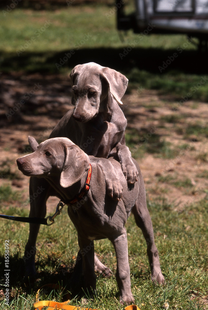 Foto de braque de weimar tentant de chevaucher une femelle do Stock ...