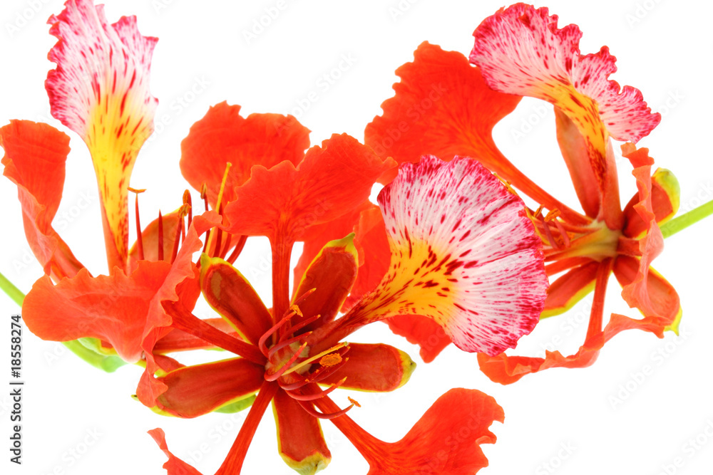 fleurs flamboyant, Delonix regia fond blanc Stock Photo | Adobe Stock