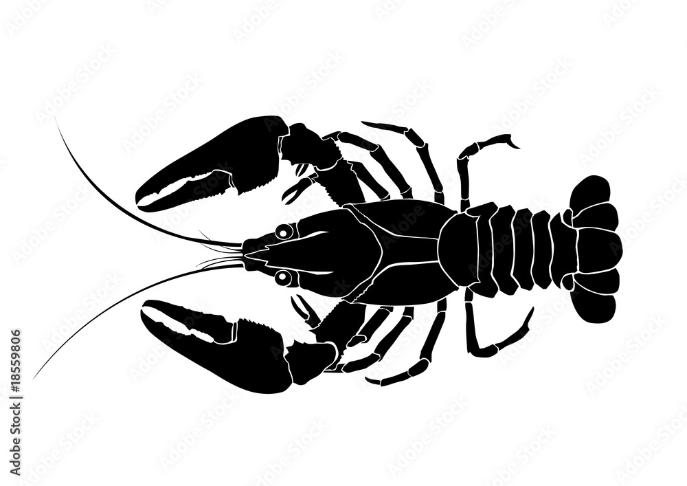 crawfish vector Stock Vector | Adobe Stock