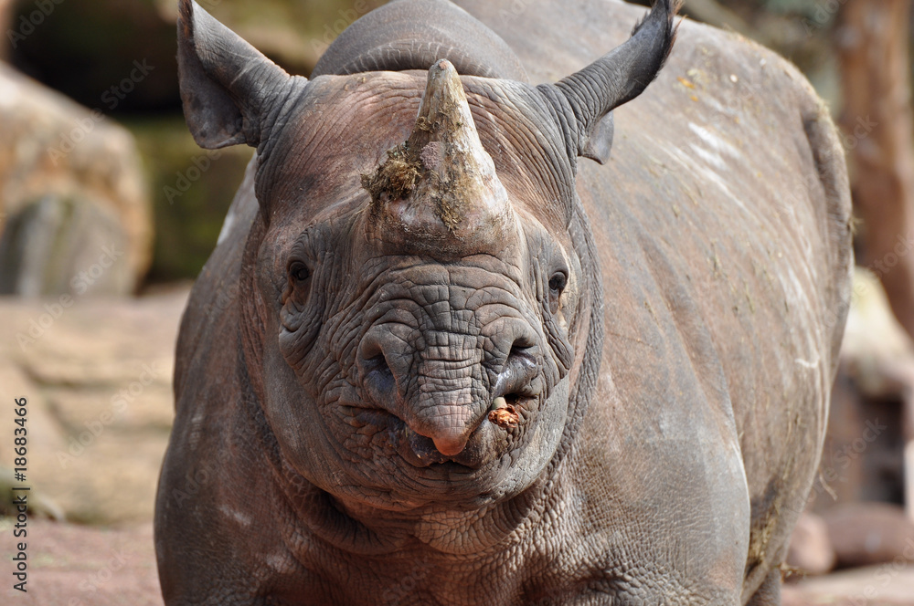 Nashorn_1 Stock-Foto | Adobe Stock