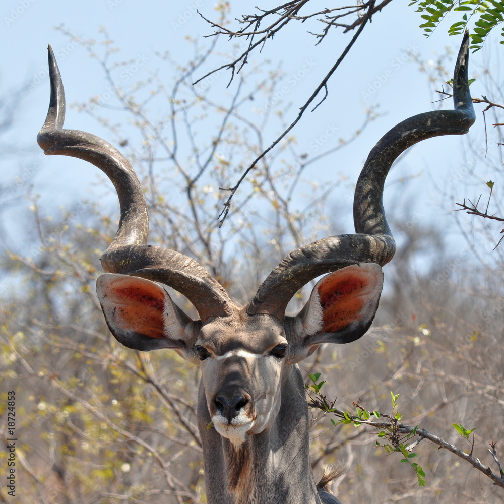 kudu antelope in Kruger national park,S. Africa Stock Photo | Adobe Stock
