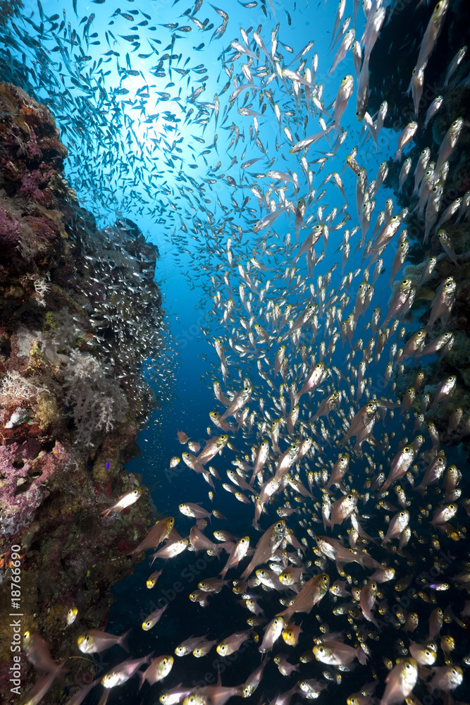 golden sweepers and ocean Stock Photo | Adobe Stock