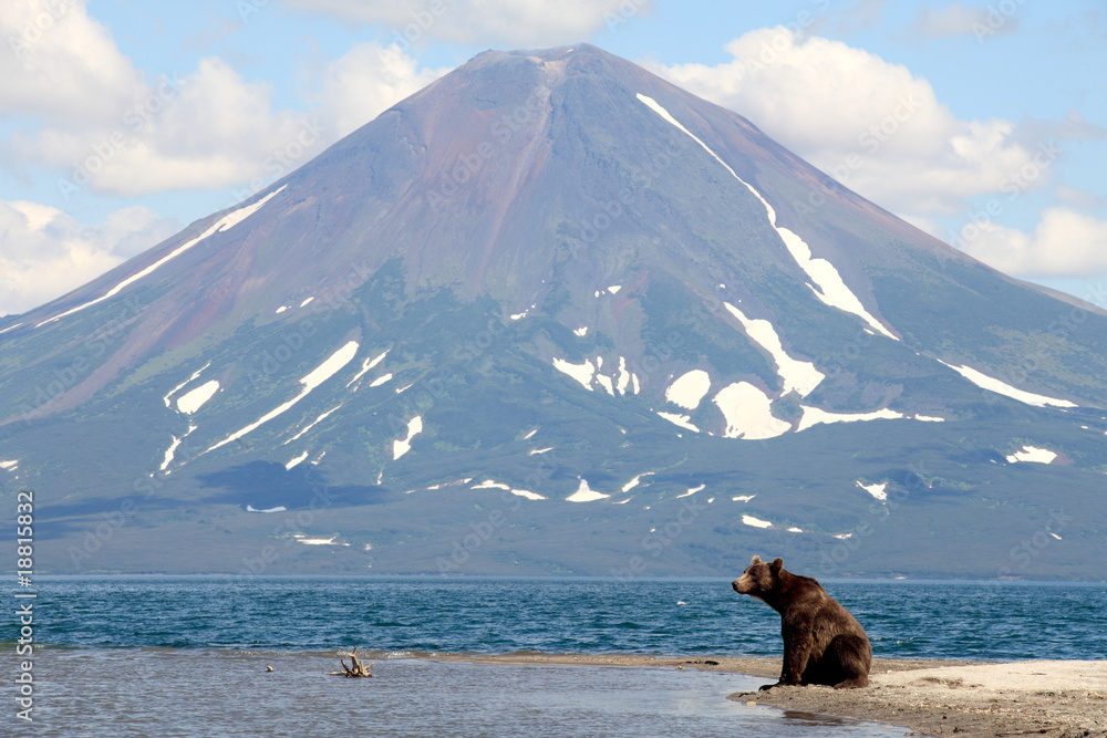 Bear and a volcano Stock-Foto | Adobe Stock