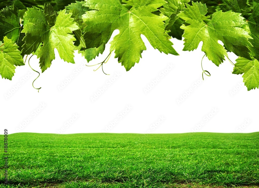 Fond Verdure. Photos | Adobe Stock