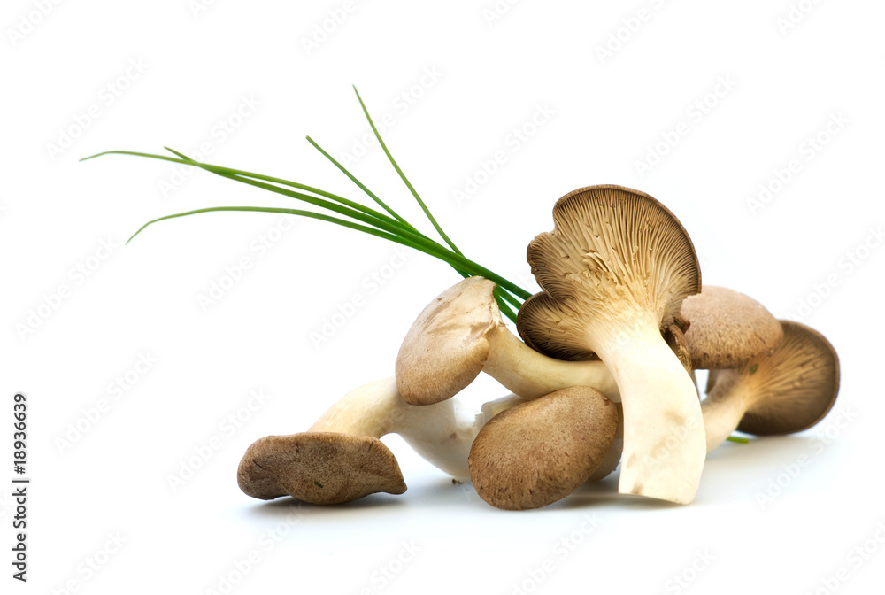 Pilze Stock Photo | Adobe Stock