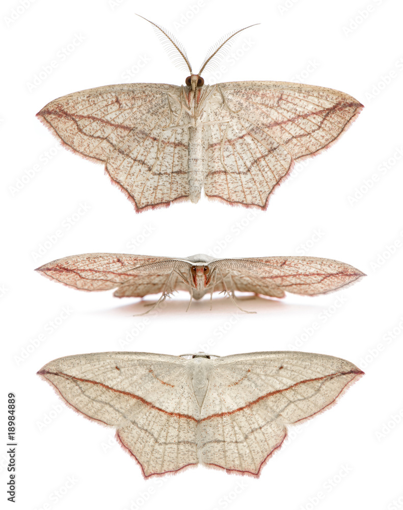 Blood-vein moths, Timandra comae, in front of white background Stock ...