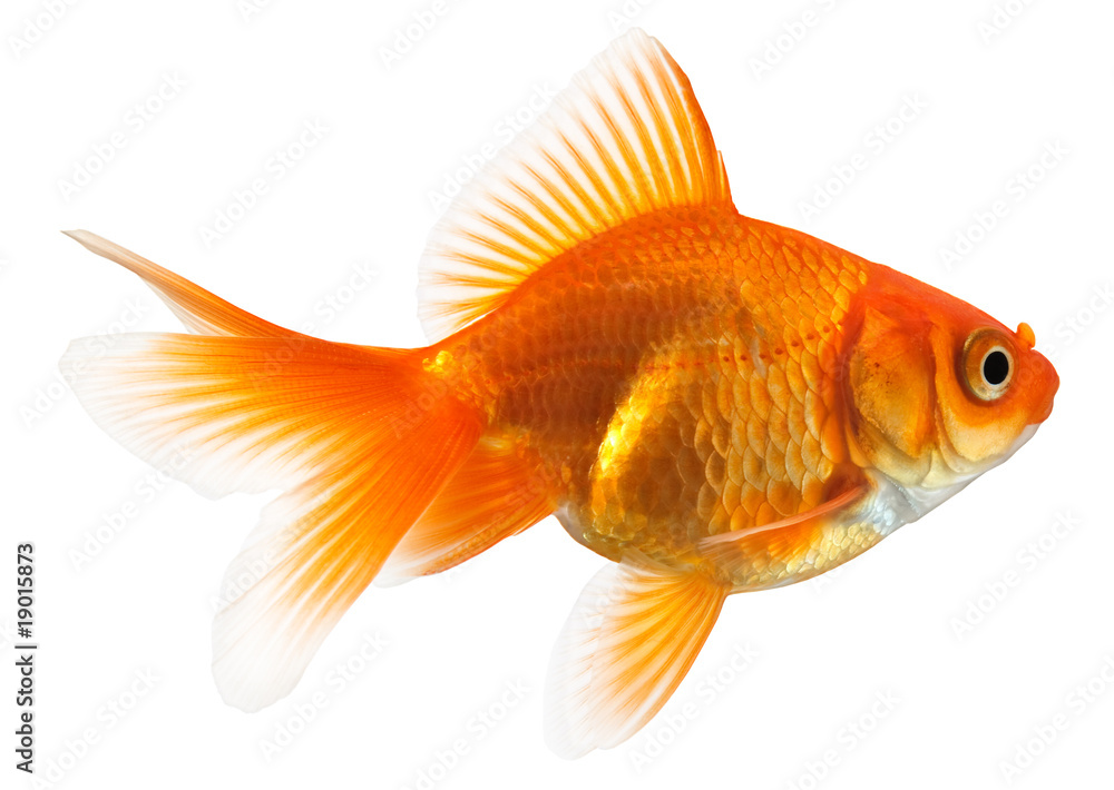 profile of goldfish Stock Photo | Adobe Stock