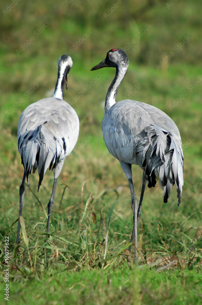 Common Cranes in flight at Ahula Lake, Israel Stock Photo | Adobe Stock