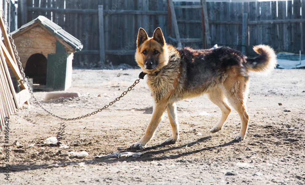 Dog Stock Photo | Adobe Stock