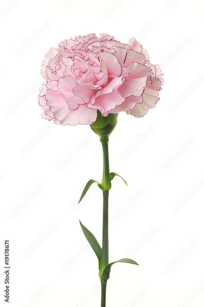 Dianthus Caryophyllus Carnation